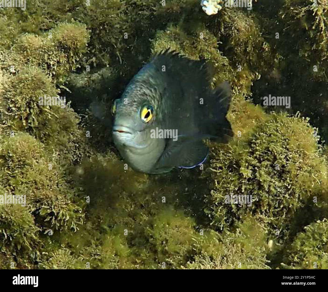 Dusky Gregory (Stegastes nigricans) Actinopterygii Stock Photo - Alamy