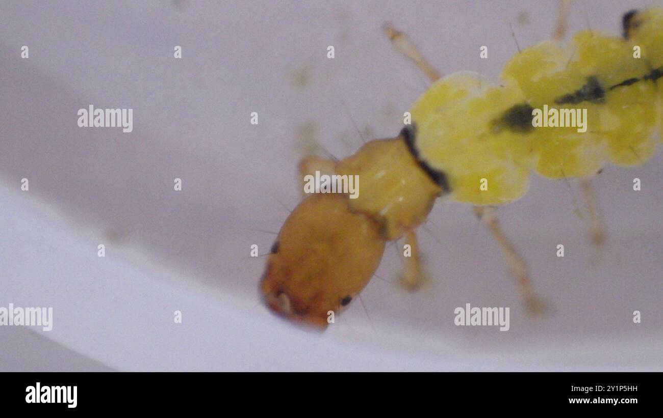 Little Black Caddisflies (Chimarra) Insecta Stock Photo - Alamy