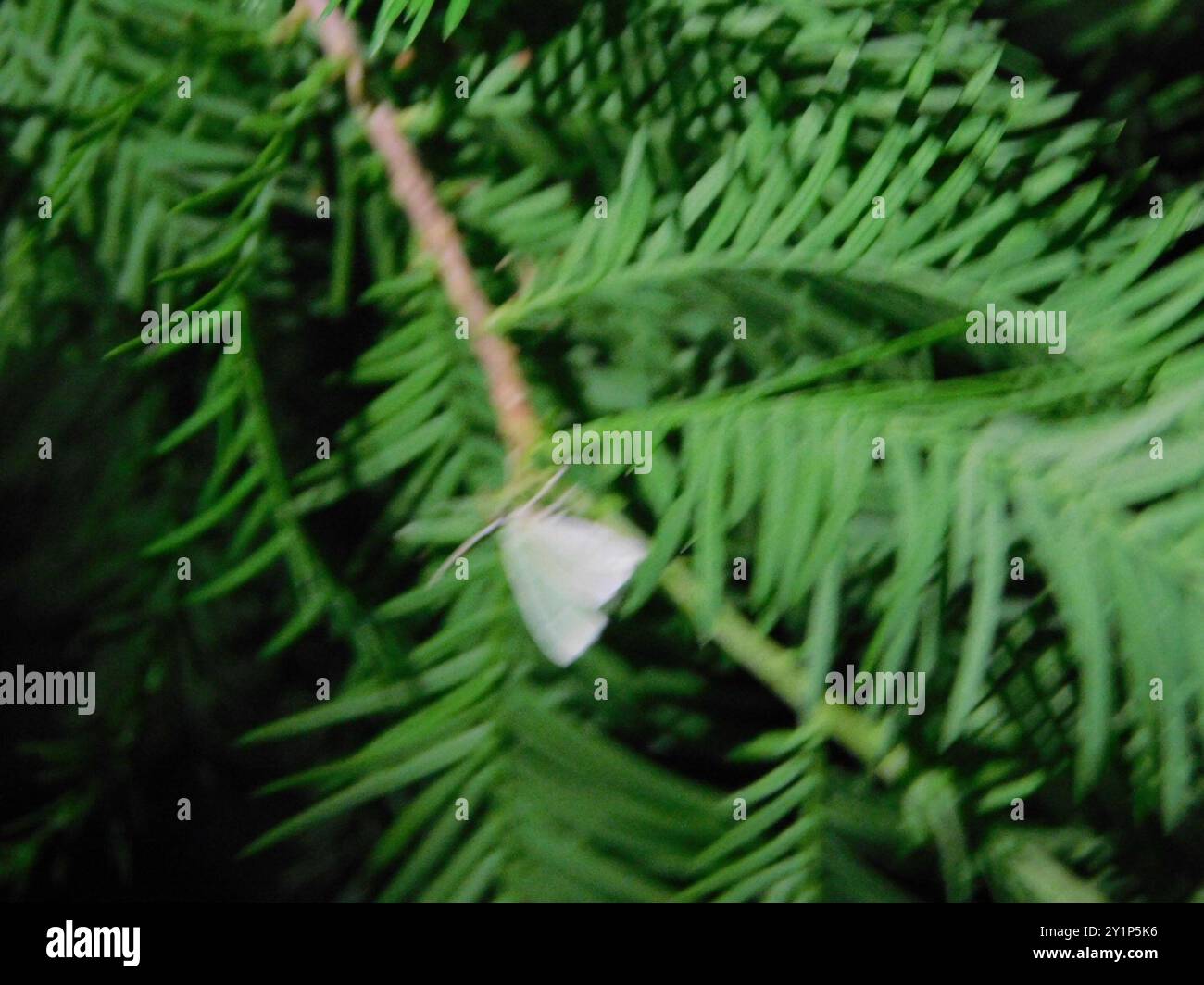 Cypress Emerald (Nemoria elfa) Insecta Stock Photo - Alamy