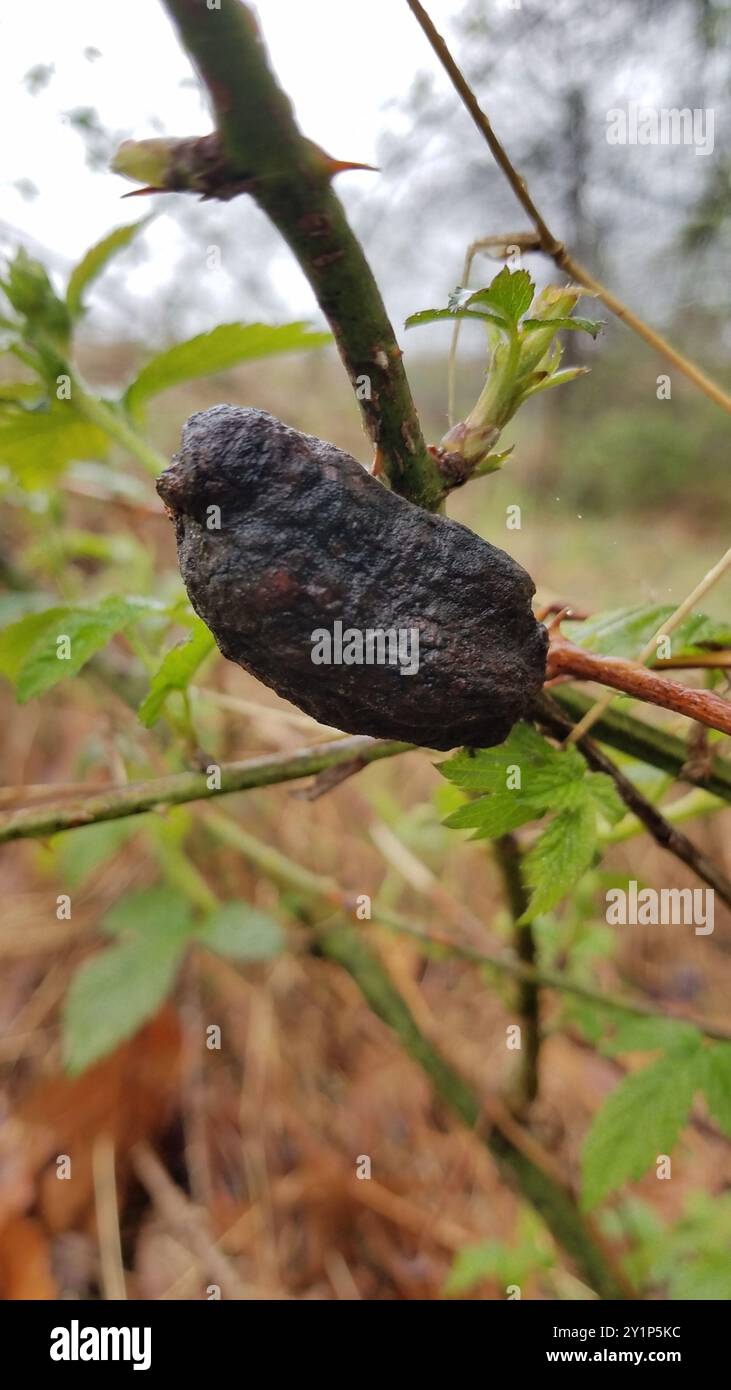 Blackberry Knot Gall Wasp (Diastrophus nebulosus) Insecta Stock Photo ...