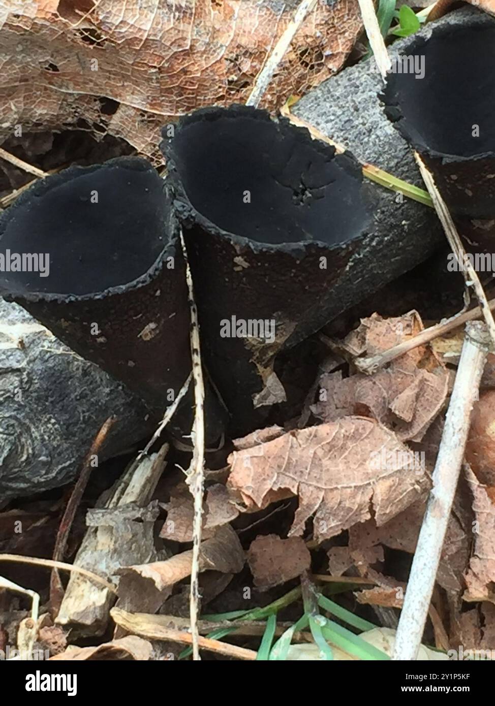 devil's urn (Urnula craterium) Fungi Stock Photo - Alamy