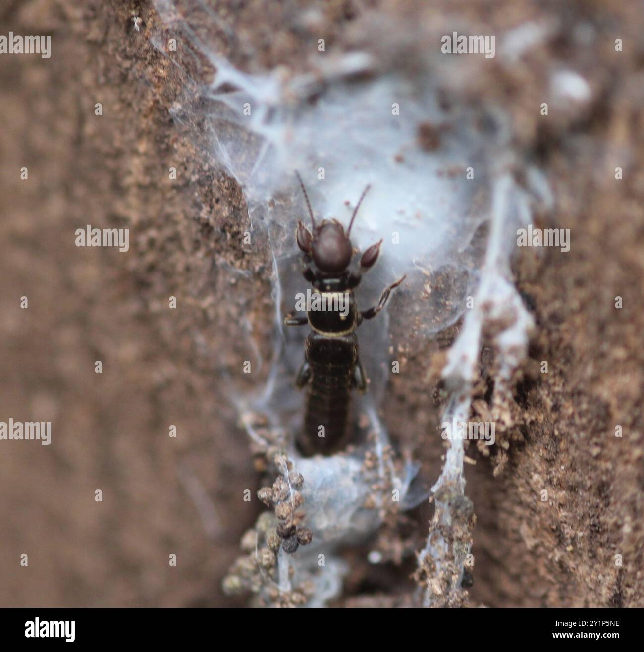 Embioptera hi-res stock photography and images - Alamy