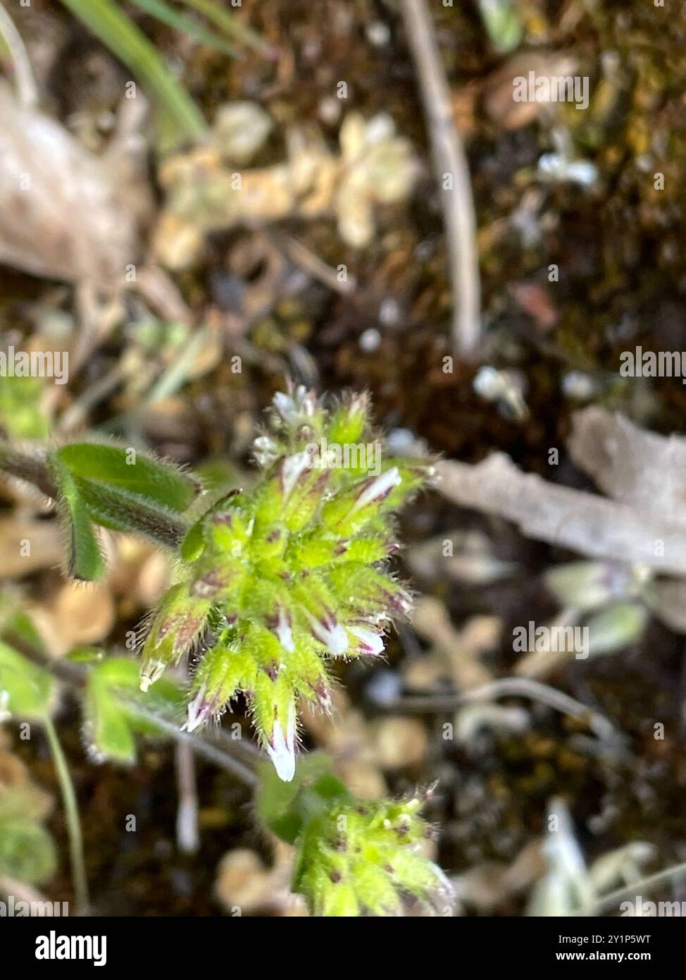 Sticky mouse-ear chickweed (Cerastium glomeratum) Plantae Stock Photo ...