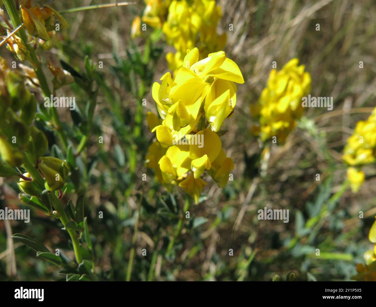 Round Pod Rattle Bush (Crotalaria globifera) Plantae Stock Photo - Alamy