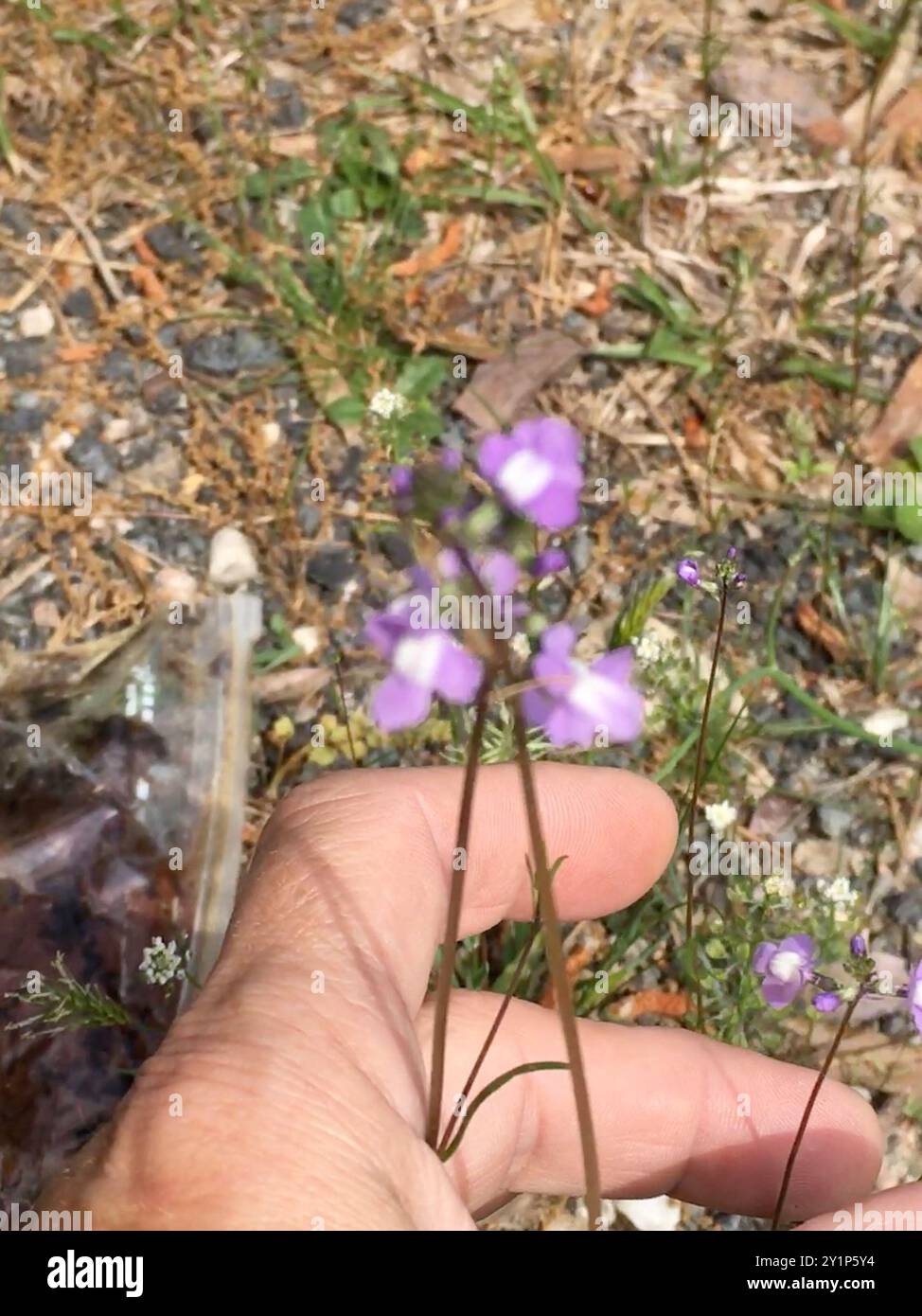 blue toadflax (Nuttallanthus canadensis) Plantae Stock Photo - Alamy