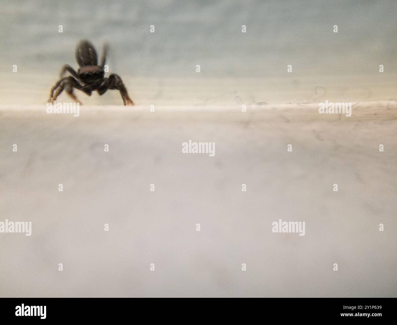 Ribbon Jumping Spider (Metacyrba taeniola) Arachnida Stock Photo - Alamy