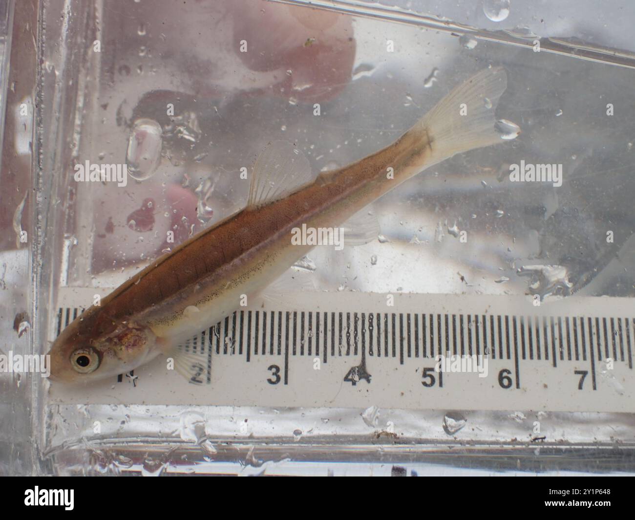 Redbelly Daces and Allies (Chrosomus) Actinopterygii Stock Photo - Alamy