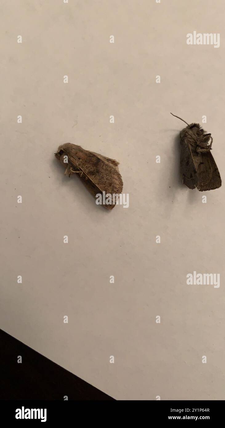 Speckled Green Fruitworm Moth (Orthosia hibisci) Insecta Stock Photo ...