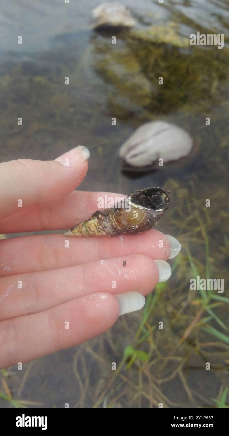Cerith Snails and Allies (Cerithioidea) Mollusca Stock Photo - Alamy