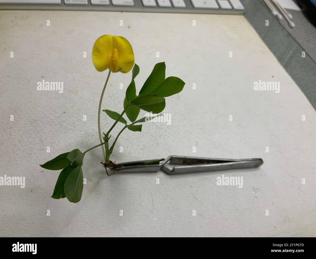 pinto peanut (Arachis pintoi) Plantae Stock Photo - Alamy