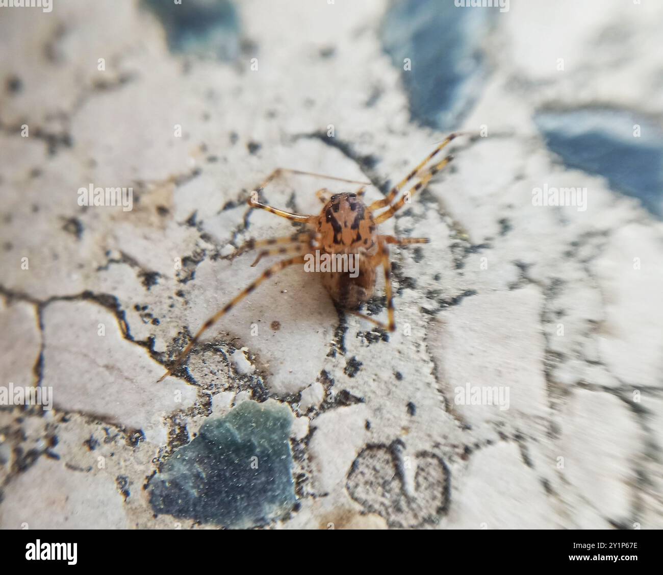 Common Spitting Spider (Scytodes thoracica) Arachnida Stock Photo - Alamy