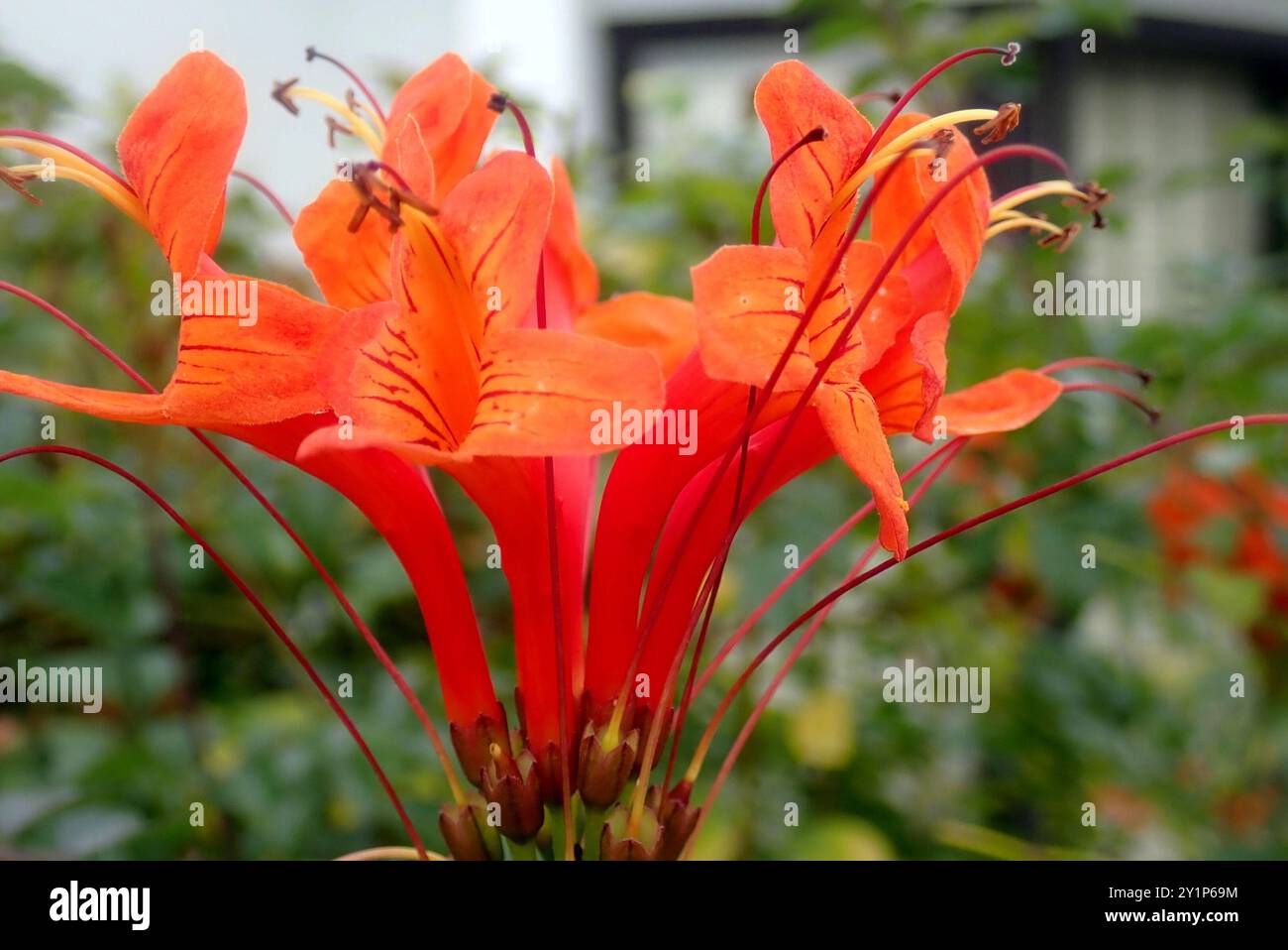 Cape Honeysuckle (Tecomaria capensis) Plantae Stock Photo - Alamy