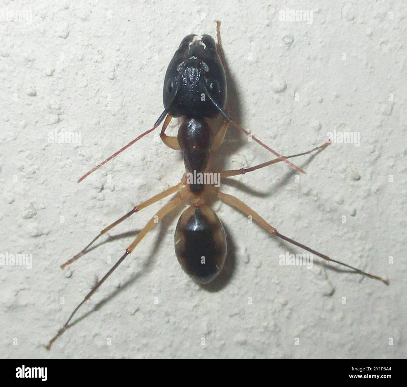 Spotted Sugar Ant (Camponotus maculatus) Insecta Stock Photo - Alamy