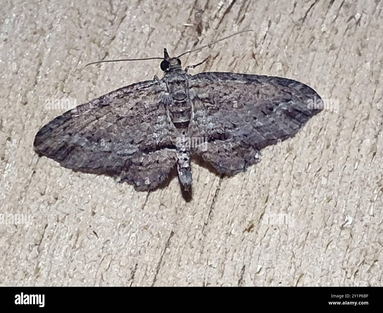 Australian Pug Moth (Chloroclystis filata) Insecta Stock Photo - Alamy