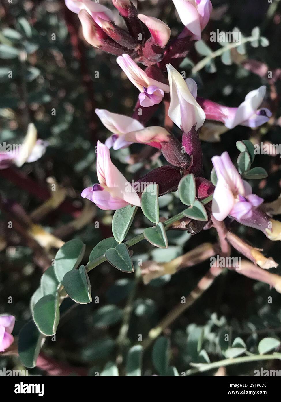 Preuss' Milkvetch (Astragalus preussii) Plantae Stock Photo - Alamy
