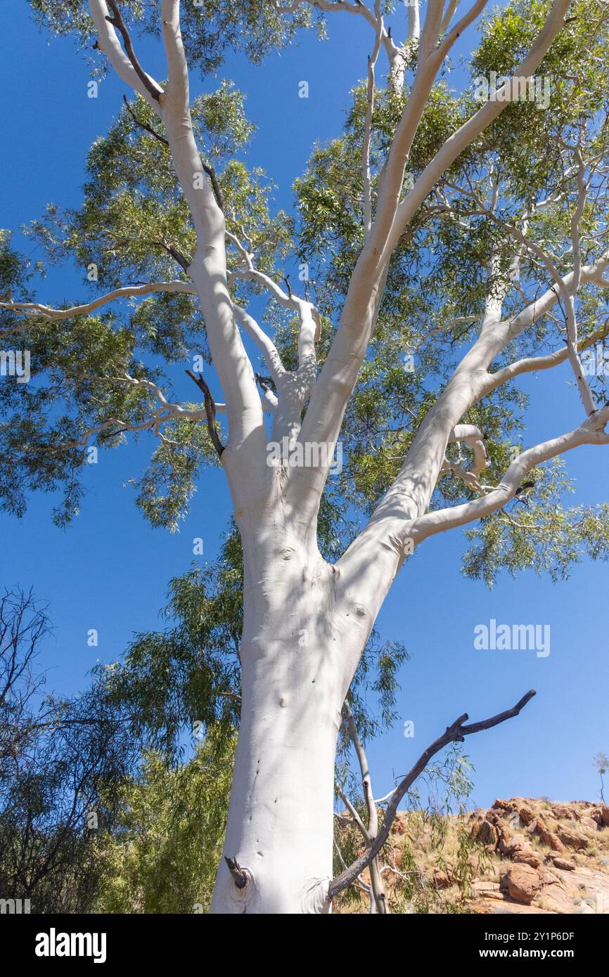 Australian Ghost Gum Tree (Corymbia aparrerinja), Alice Springs ...