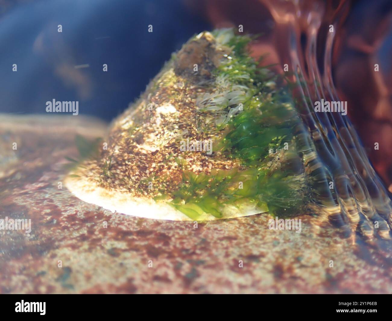 Whitecap Limpet (Acmaea mitra) Mollusca Stock Photo - Alamy