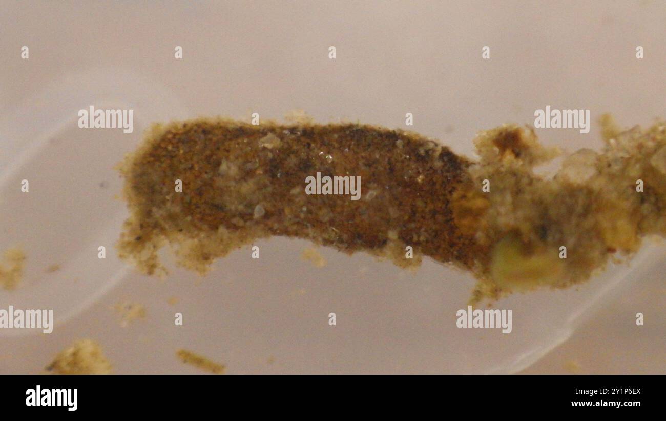 Microcaddisflies (Hydroptilidae) Insecta Stock Photo - Alamy