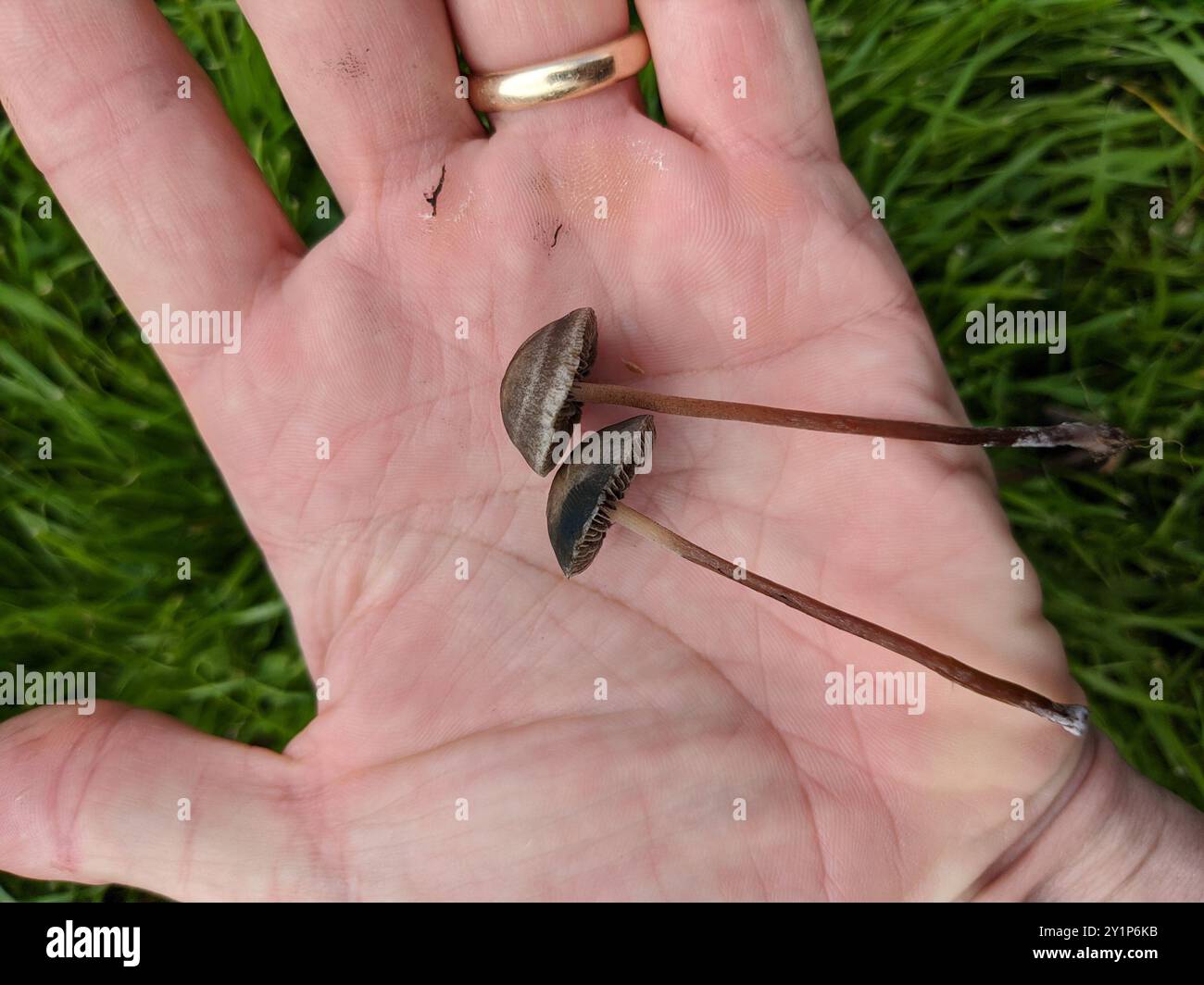 Banded Mottlegill (Panaeolus cinctulus) Fungi Stock Photo - Alamy
