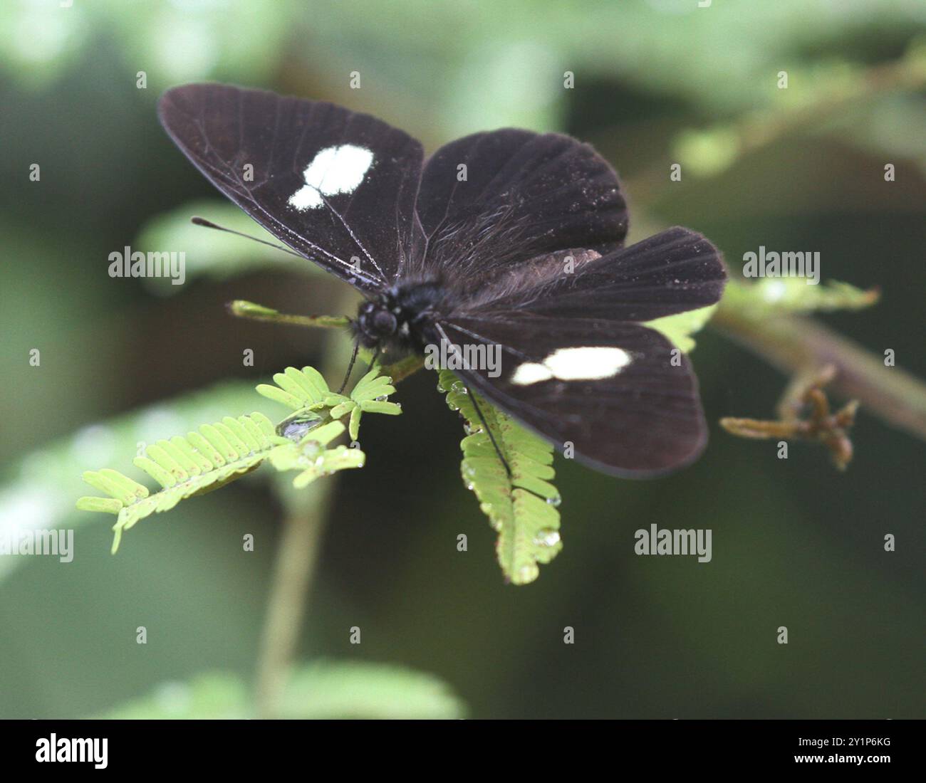 cattleheart white (Archonias brassolis) Insecta Stock Photo - Alamy
