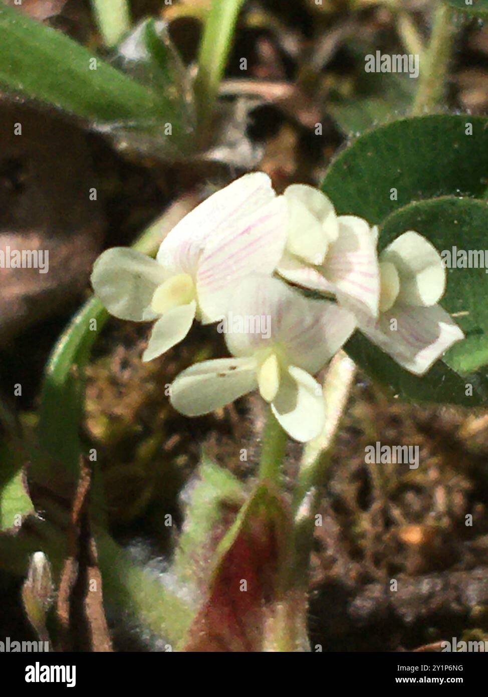 Subterranean Clover (Trifolium subterraneum) Plantae Stock Photo - Alamy