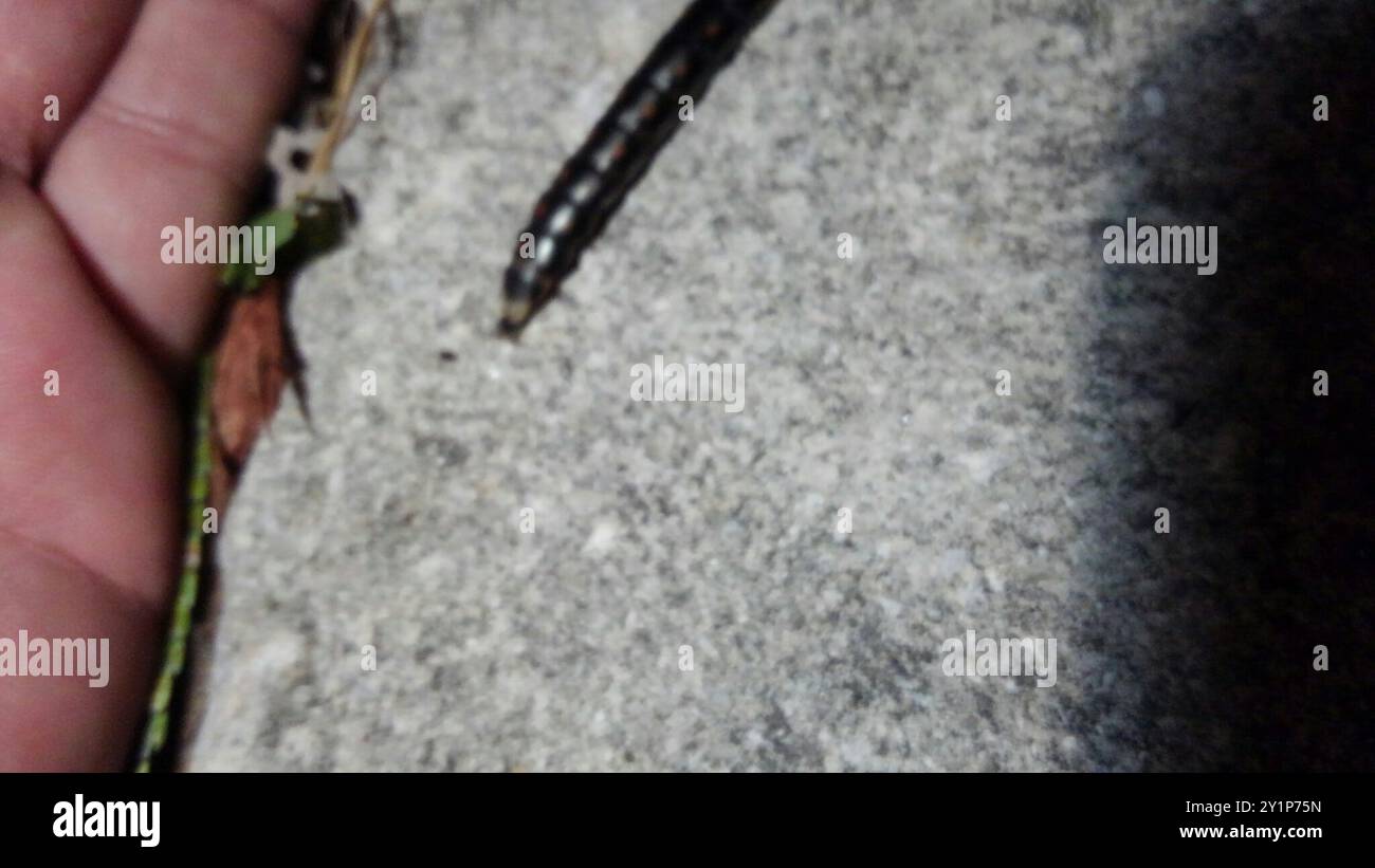 Glowworm Beetles (Phengodidae) Insecta Stock Photo - Alamy