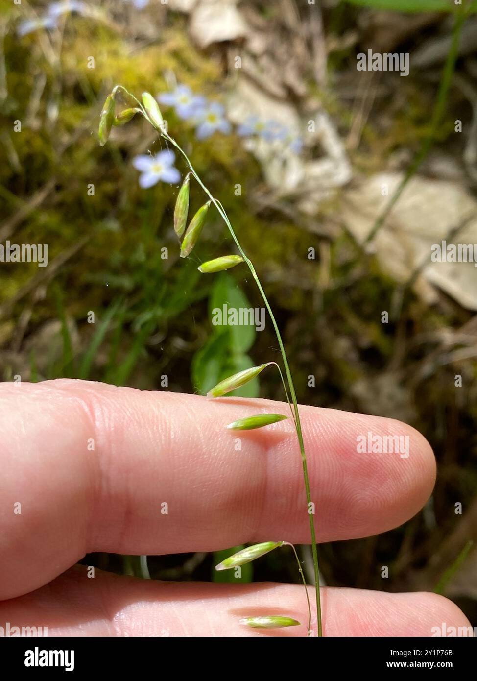 Twoflower Melicgrass (Melica mutica) Plantae Stock Photo - Alamy