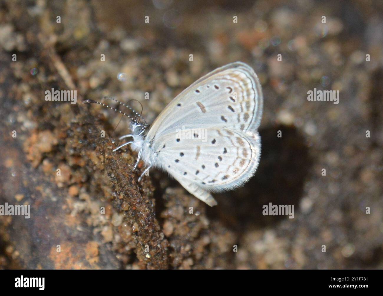 Tiny Grass Blue (Zizula hylax) Insecta Stock Photo - Alamy
