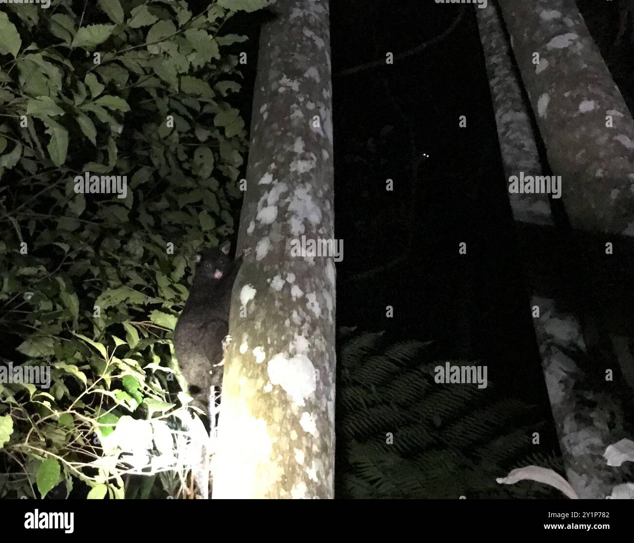 Short-eared Brush-tailed Possum (Trichosurus caninus) Mammalia Stock ...