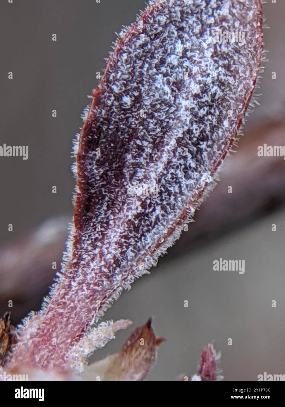 Apple Powdery Mildew (Podosphaera leucotricha) Fungi Stock Photo - Alamy