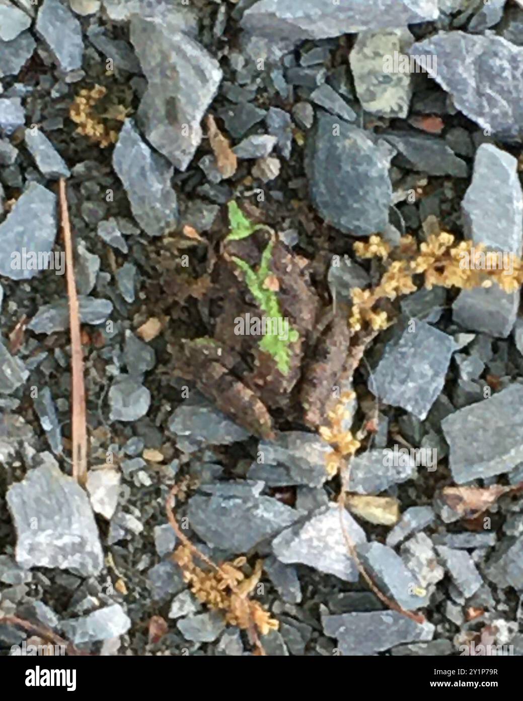 Northern Cricket Frog (Acris crepitans) Amphibia Stock Photo - Alamy