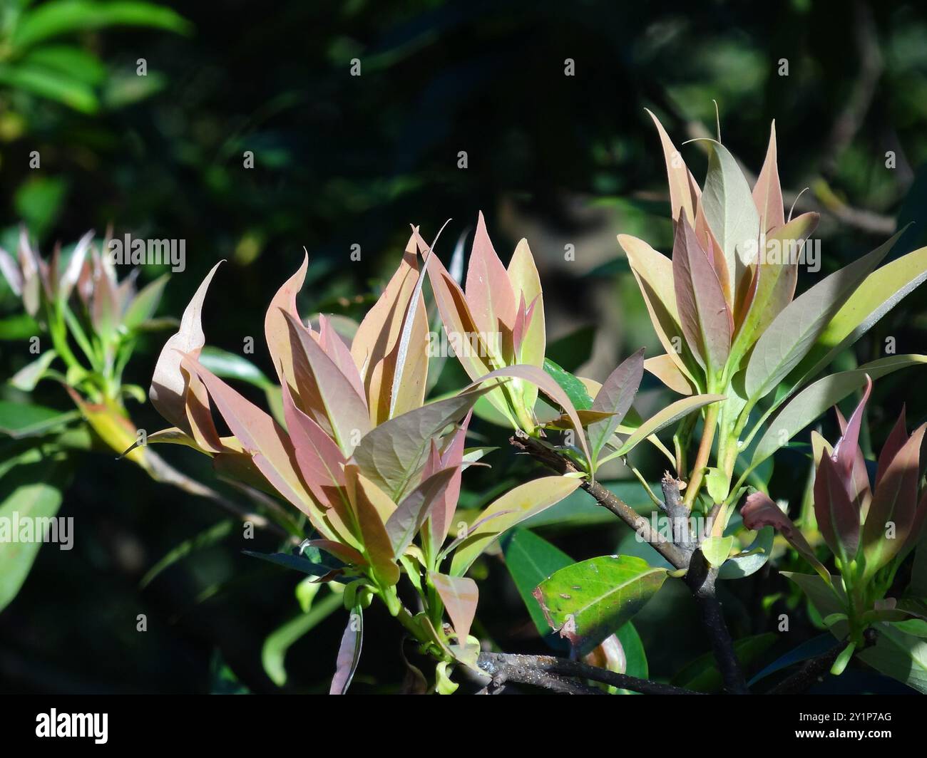 (Schima superba kankaoensis) Plantae Stock Photo - Alamy