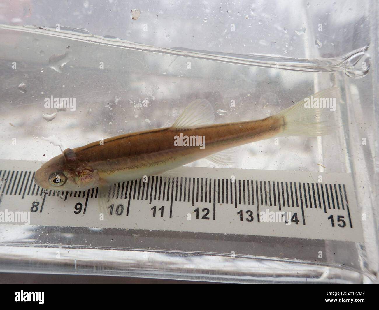 Redbelly Daces and Allies (Chrosomus) Actinopterygii Stock Photo - Alamy