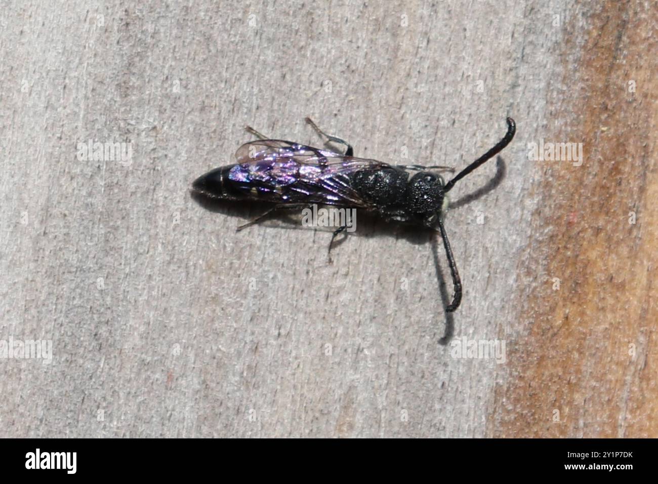 Five-spotted Club-horned Wasp (Sapyga quinquepunctata) Insecta Stock ...
