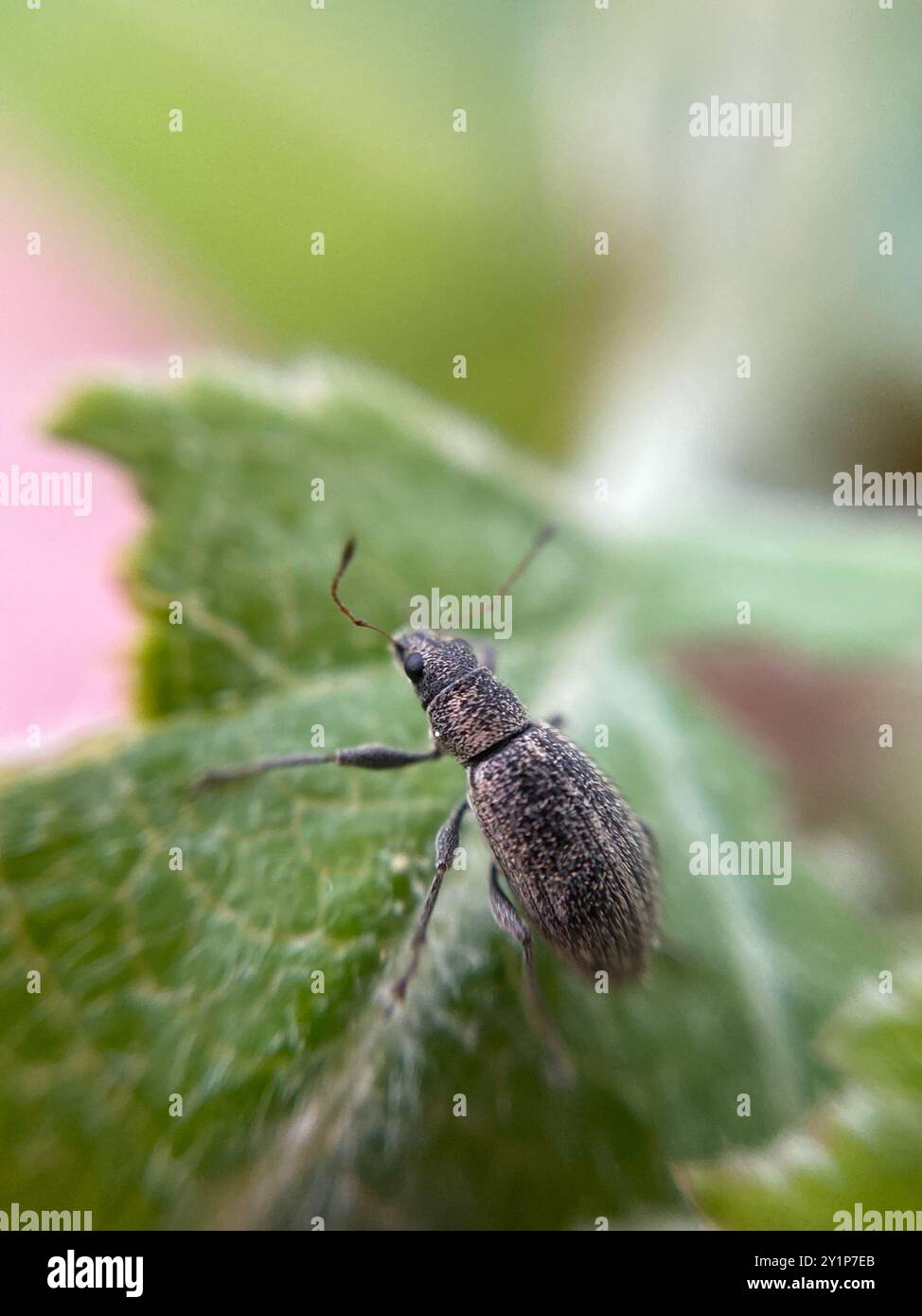 (Polydrusus inustus) Insecta Stock Photo - Alamy