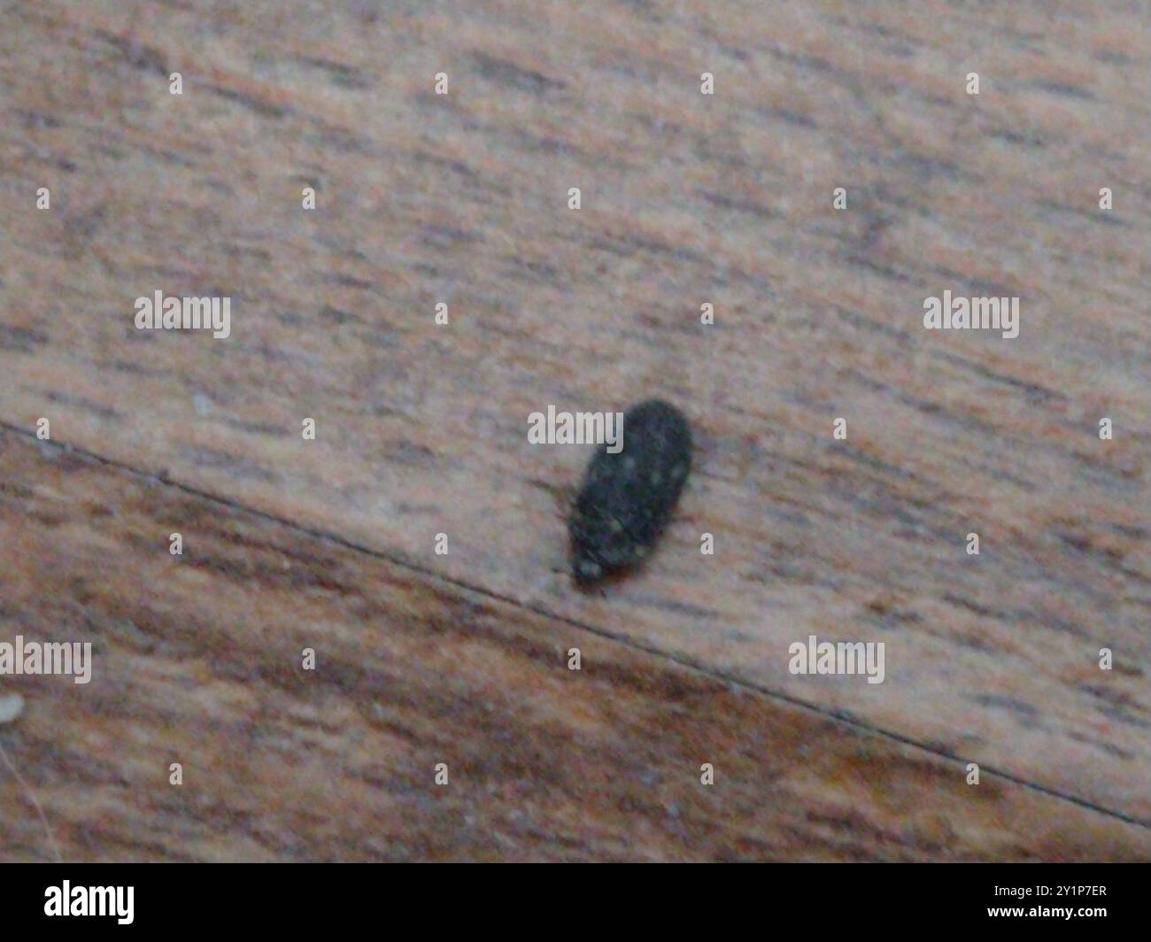 Two-spotted Carpet-beetle (Attagenus pellio) Insecta Stock Photo - Alamy