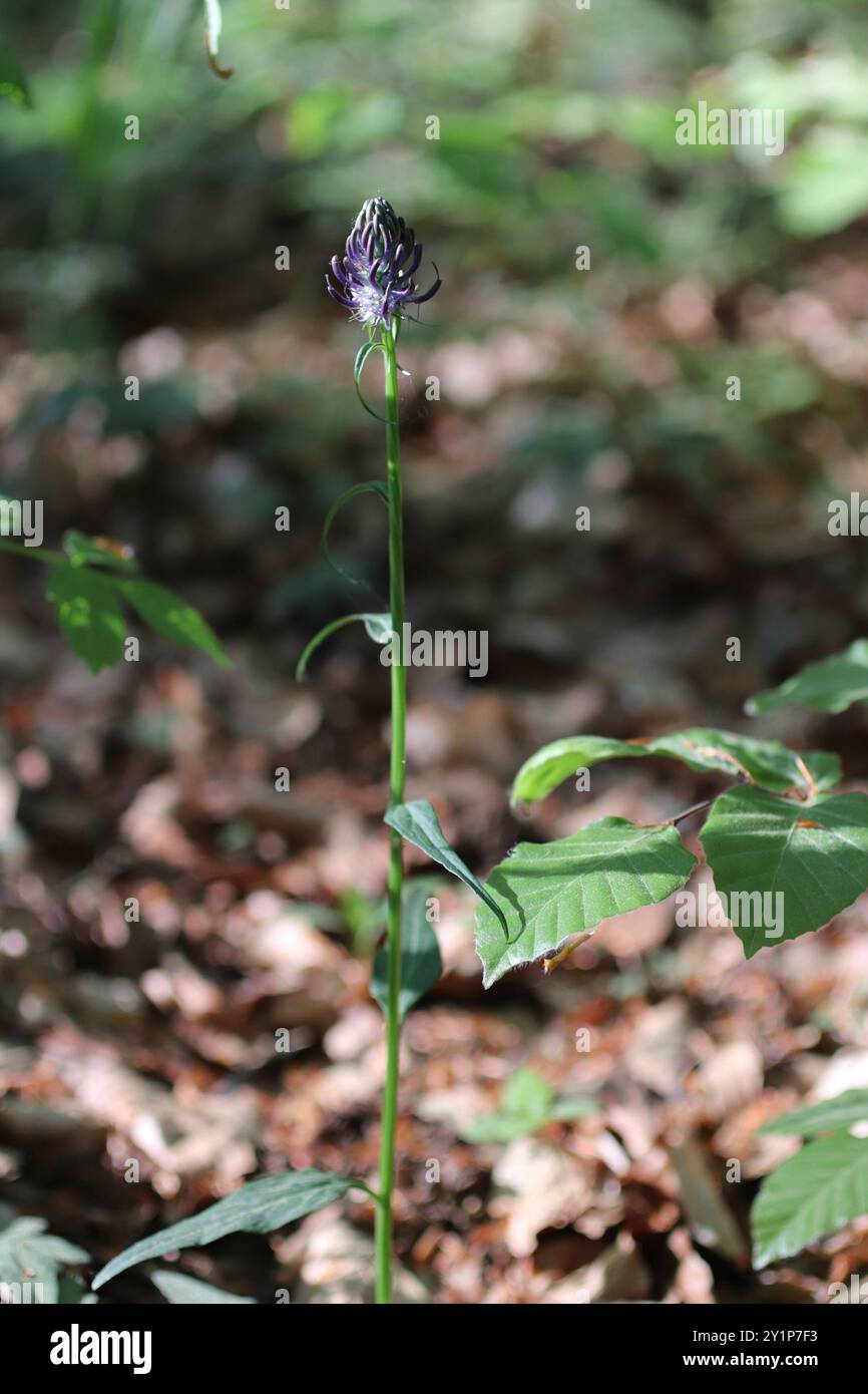 Black Rampion (Phyteuma nigrum) Plantae Stock Photo - Alamy