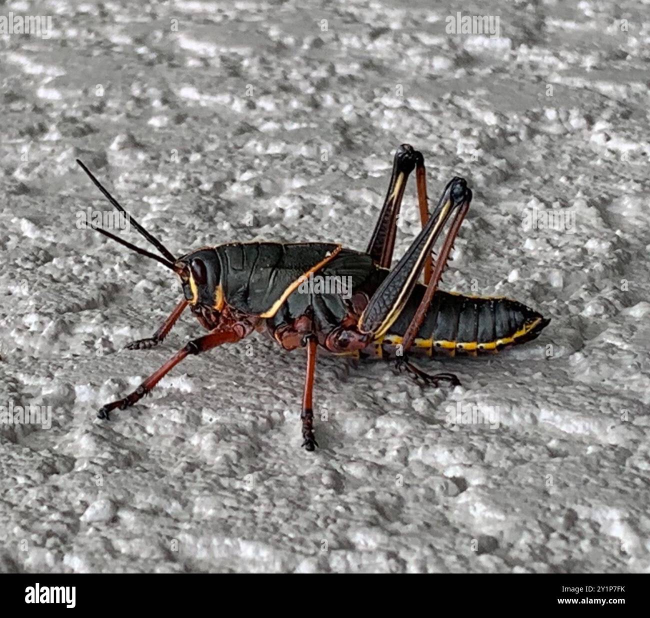 Eastern Lubber Grasshopper (Romalea microptera) Insecta Stock Photo - Alamy