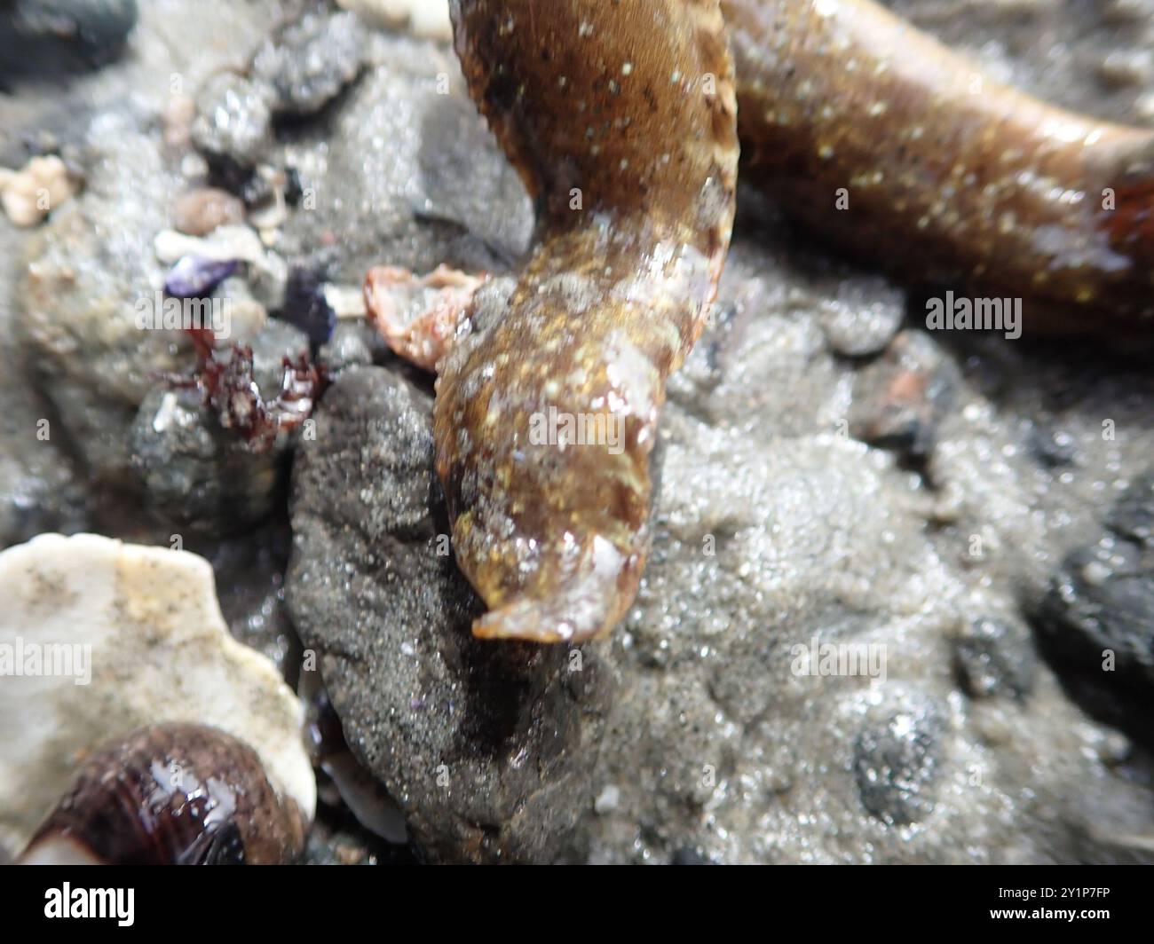 Rock Gunnel (Pholis gunnellus) Actinopterygii Stock Photo - Alamy