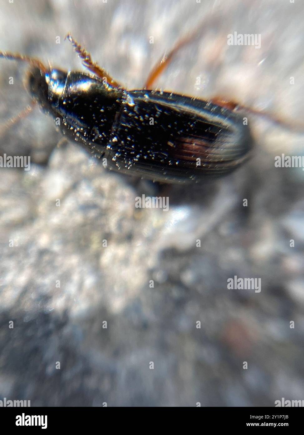 Sun Beetles (Amara) Insecta Stock Photo - Alamy