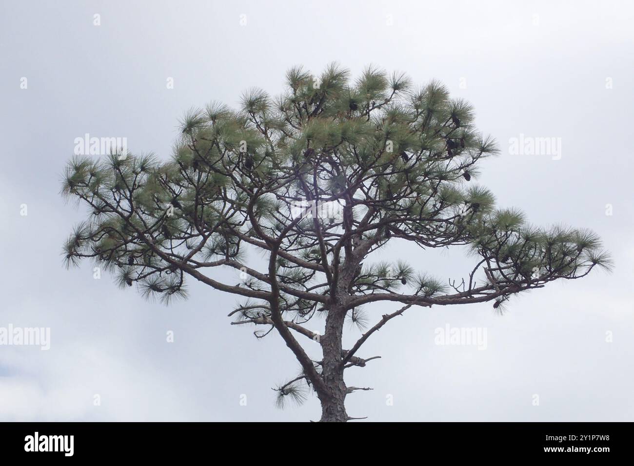 longleaf pine (Pinus palustris) Plantae Stock Photo - Alamy