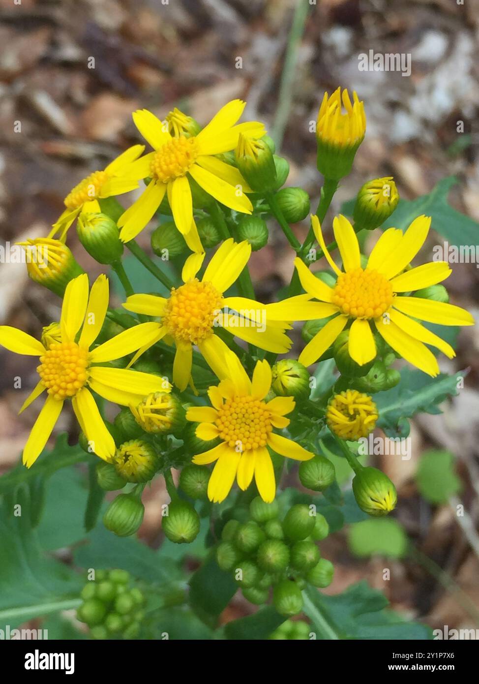 roundleaf ragwort (Packera obovata) Plantae Stock Photo - Alamy
