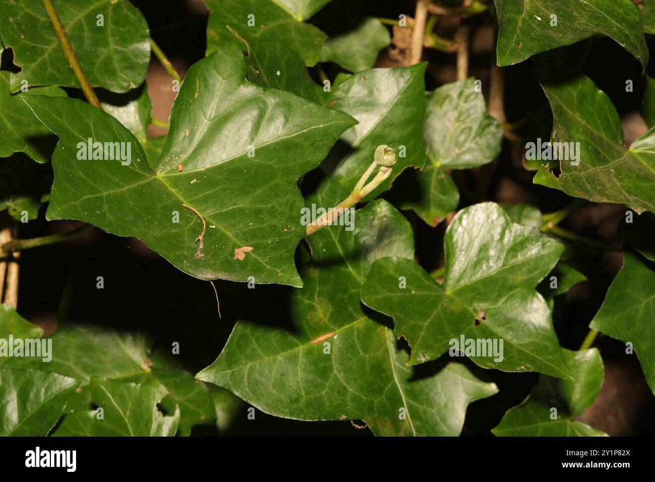 Atlantic Ivy (Hedera hibernica) Plantae Stock Photo - Alamy