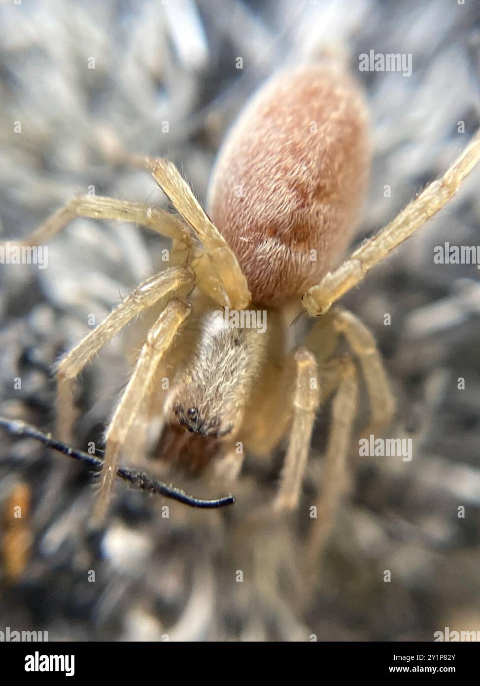 Clubiona comta hi-res stock photography and images - Alamy