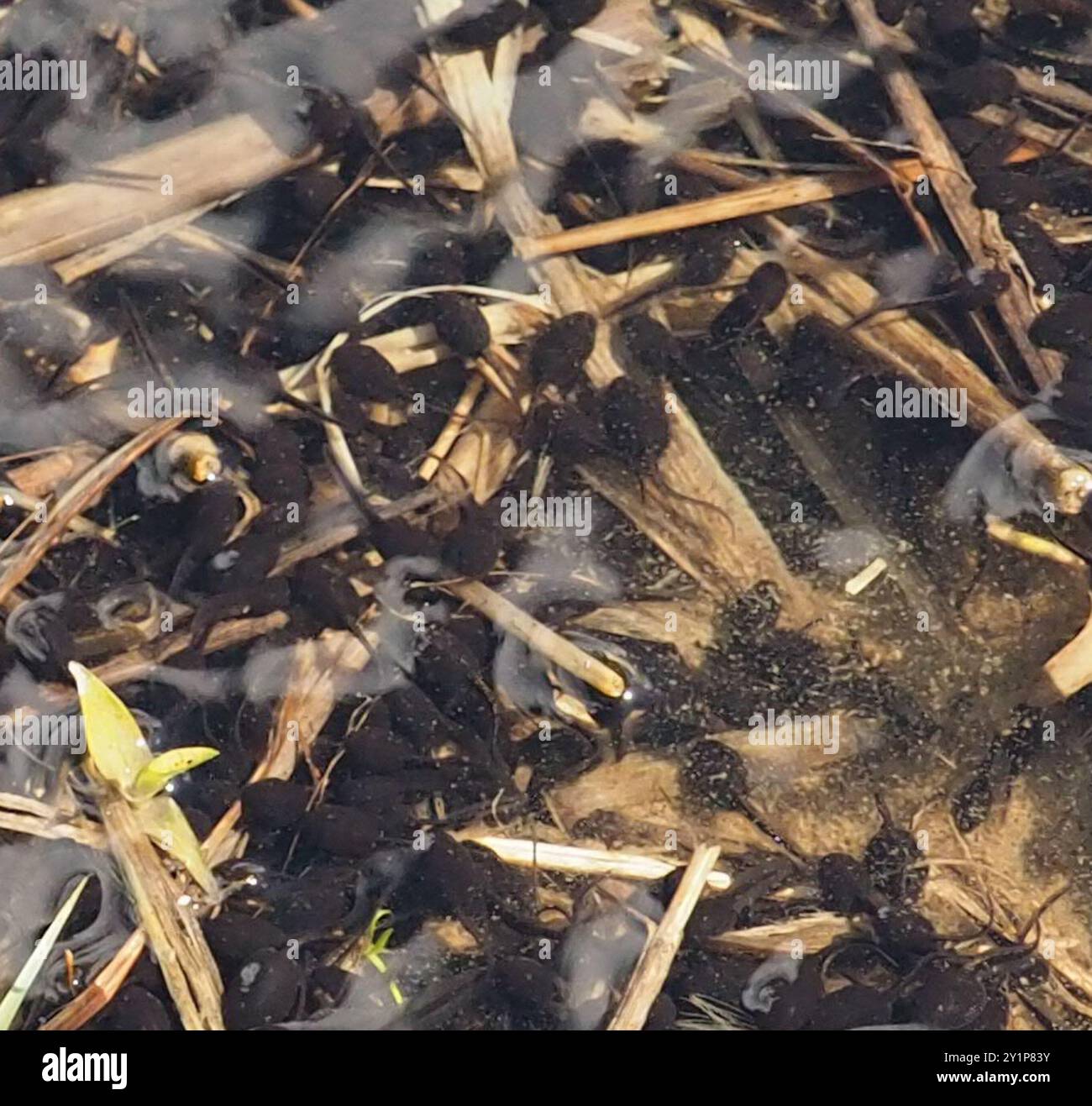 American Toad (Anaxyrus americanus) Amphibia Stock Photo - Alamy