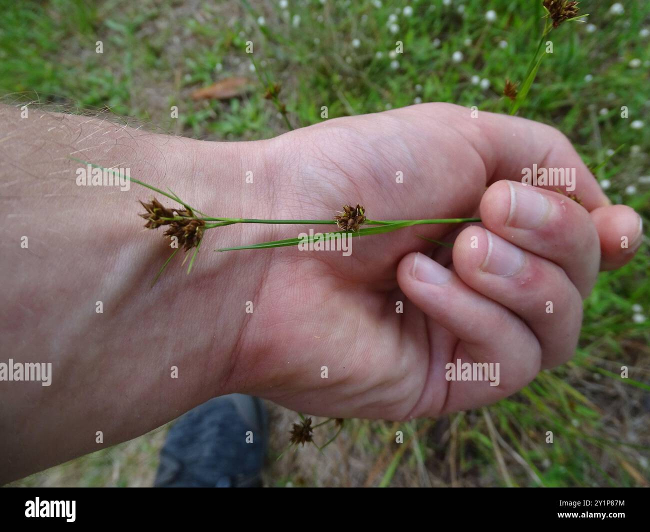 fascicled beaksedge (Rhynchospora fascicularis) Plantae Stock Photo - Alamy