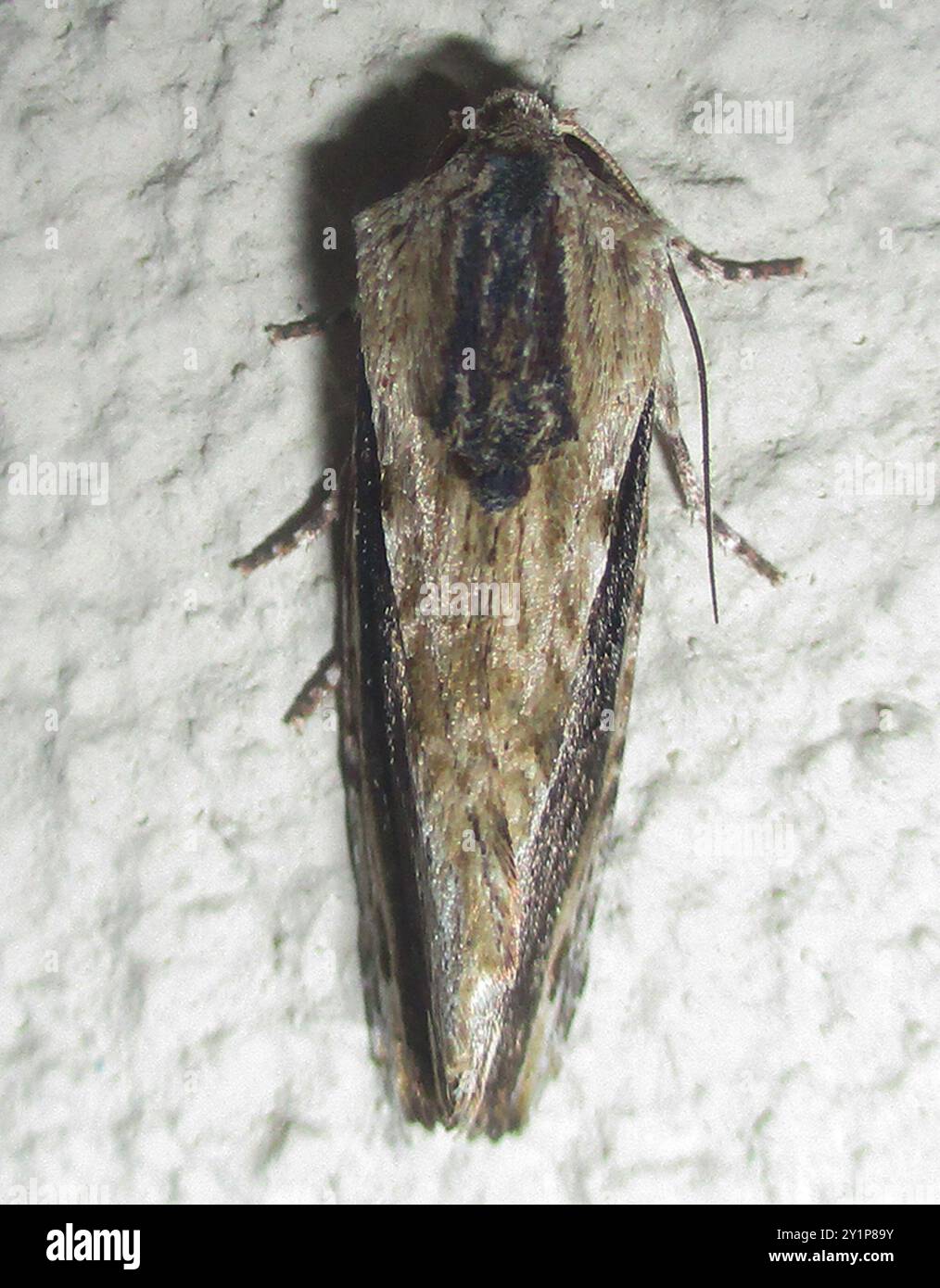 (Magusa versicolora) Insecta Stock Photo - Alamy