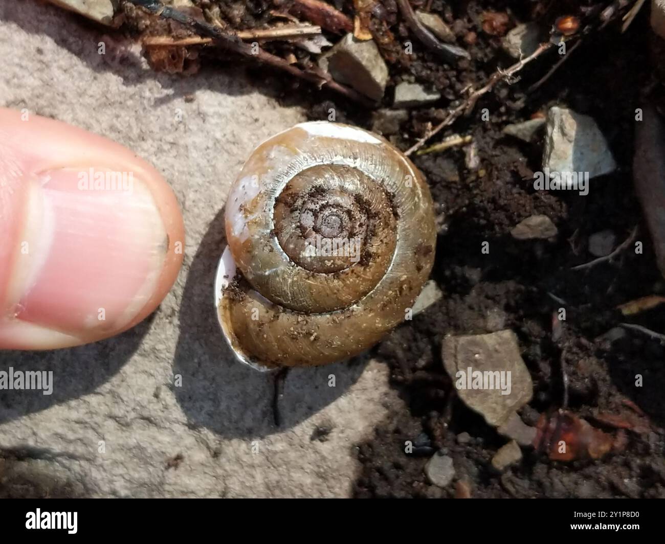 Whitelips (Neohelix) Mollusca Stock Photo - Alamy