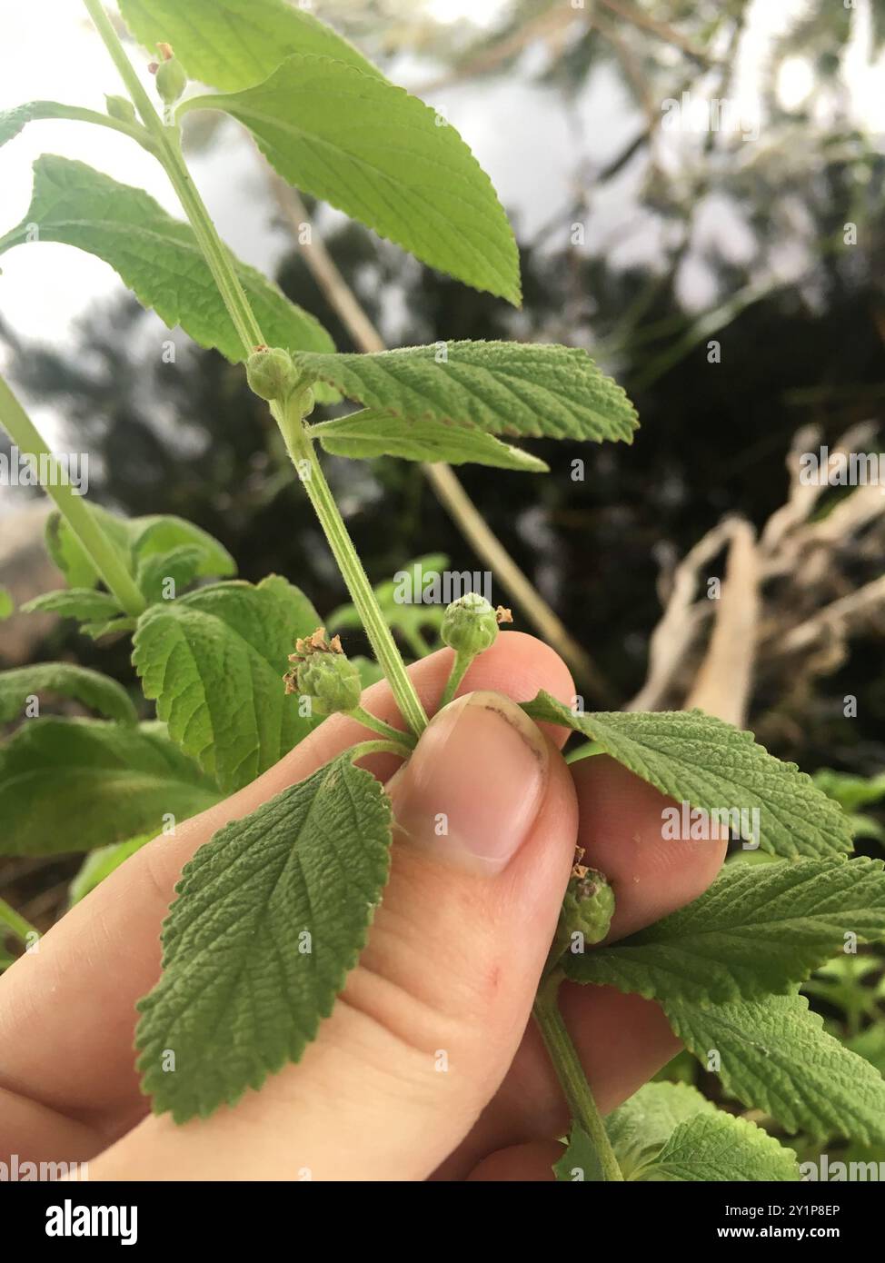 Bushy Lippia (Lippia alba) Plantae Stock Photo - Alamy