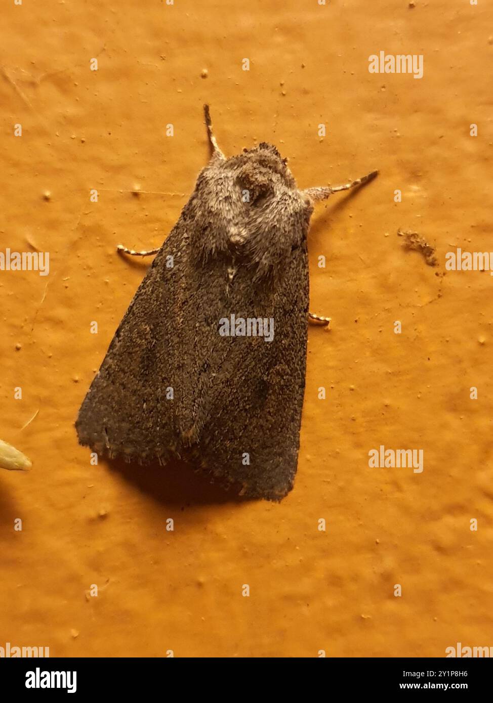 Owlet Moths and Allies (Noctuoidea) Insecta Stock Photo - Alamy